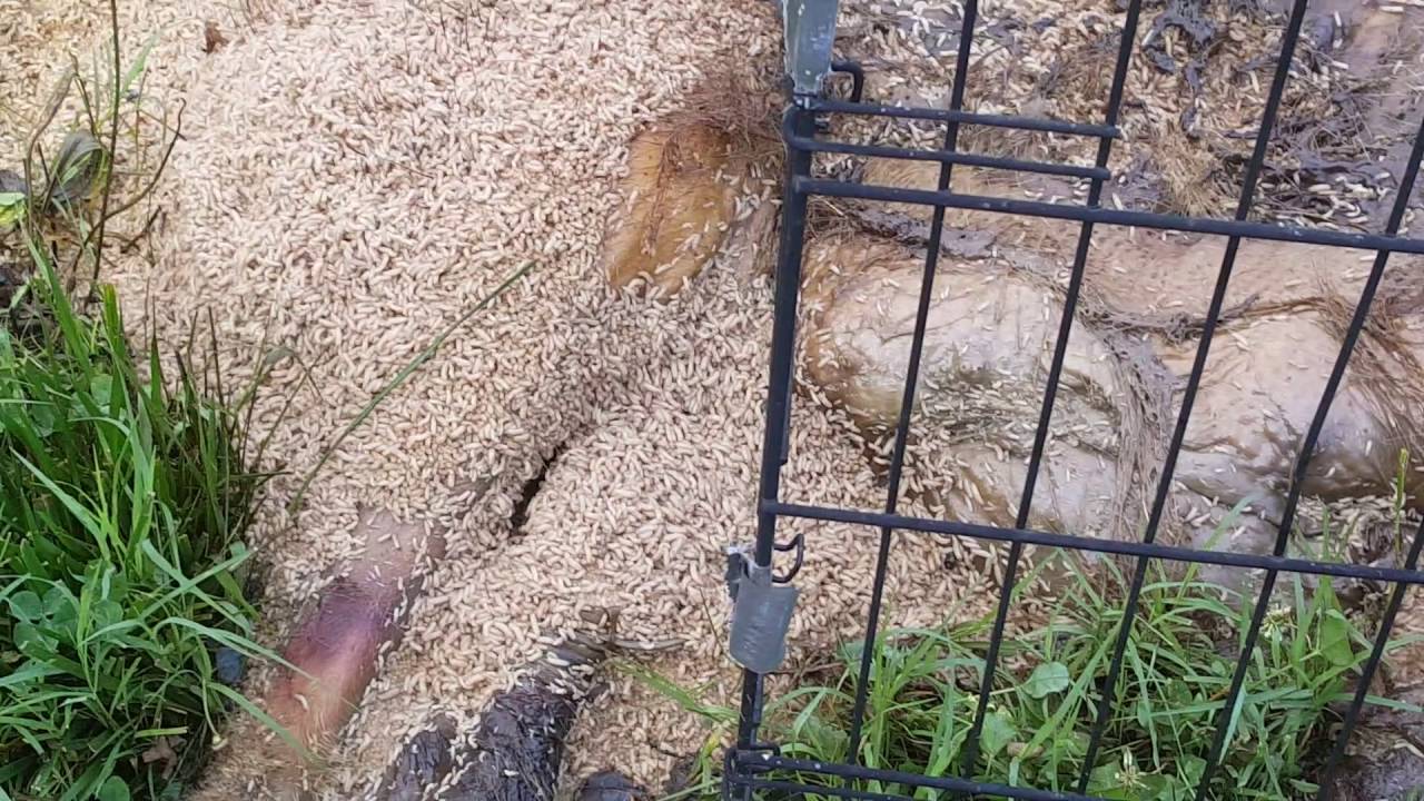 Decomposing Pig- 4 days exposed to elements - YouTube
