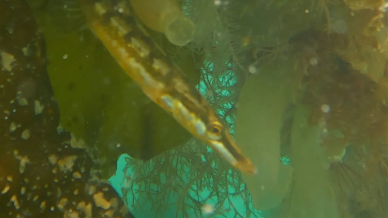 Greater Pipefish Swimming in a Dublin Harbour with Sea Squirts, Ireland ...