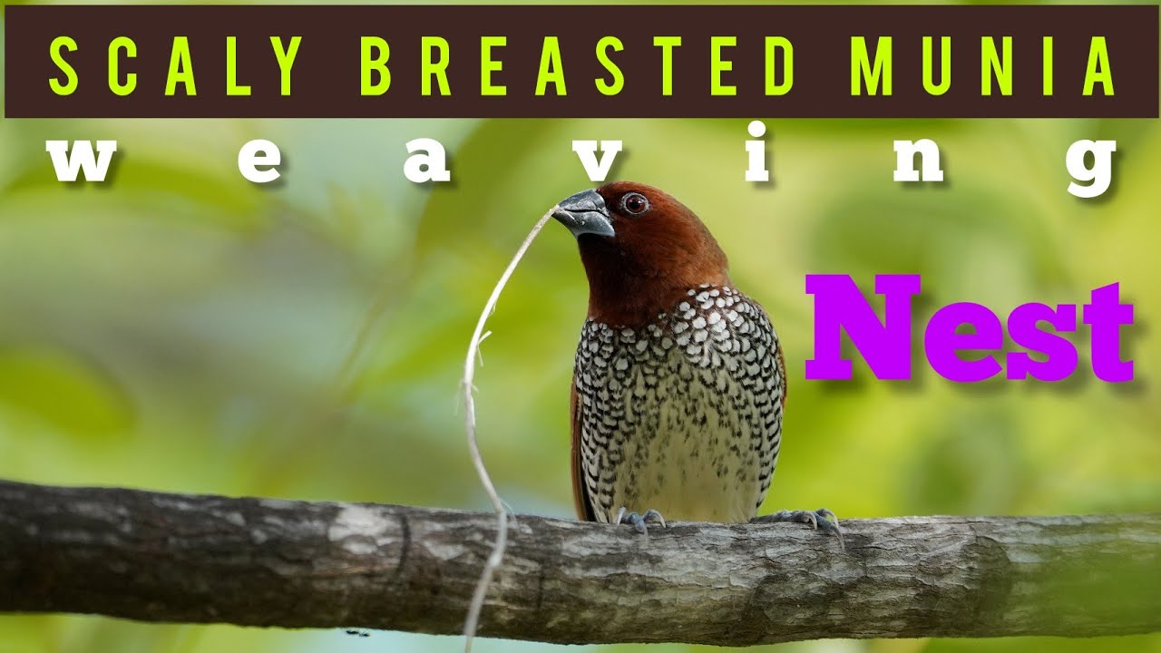 Spotted Munia weaving a nest video | Scaly breasted Munia | - YouTube