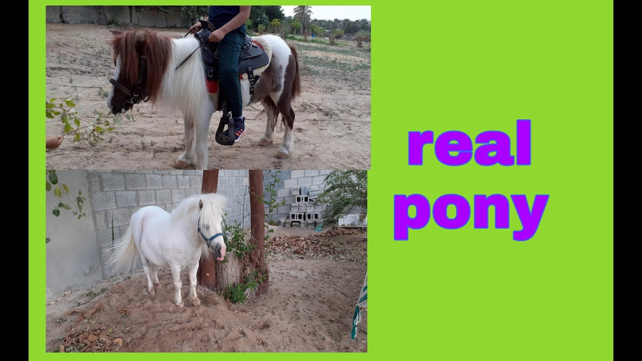 Just now i saw a real pony so cute - YouTube