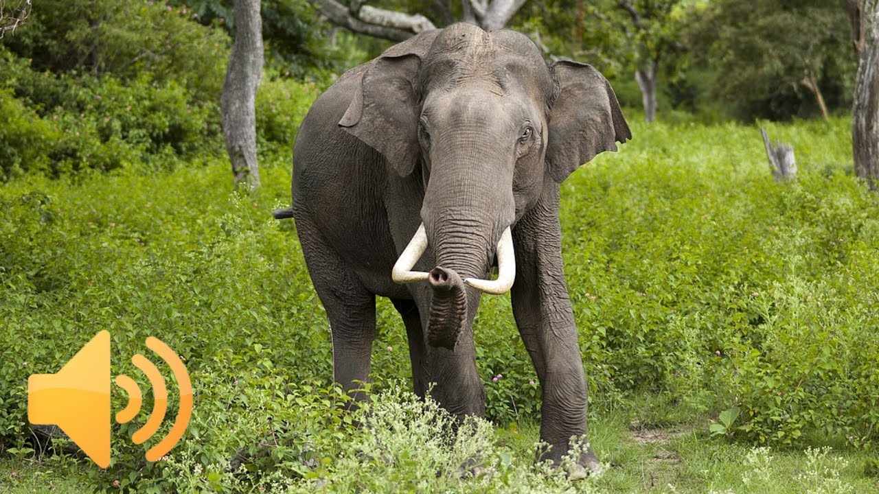 Asian Elephant Sound effect 🐘 - YouTube