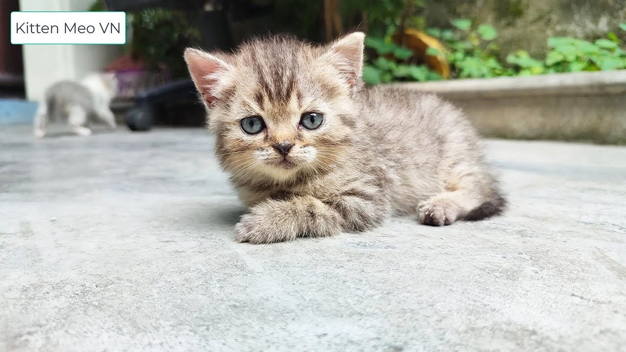 Cutest kitten Tiger funny and everyone will love it - YouTube