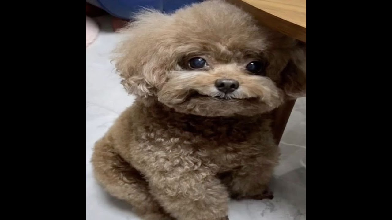 ULTRAKILL WOMP - YouTube