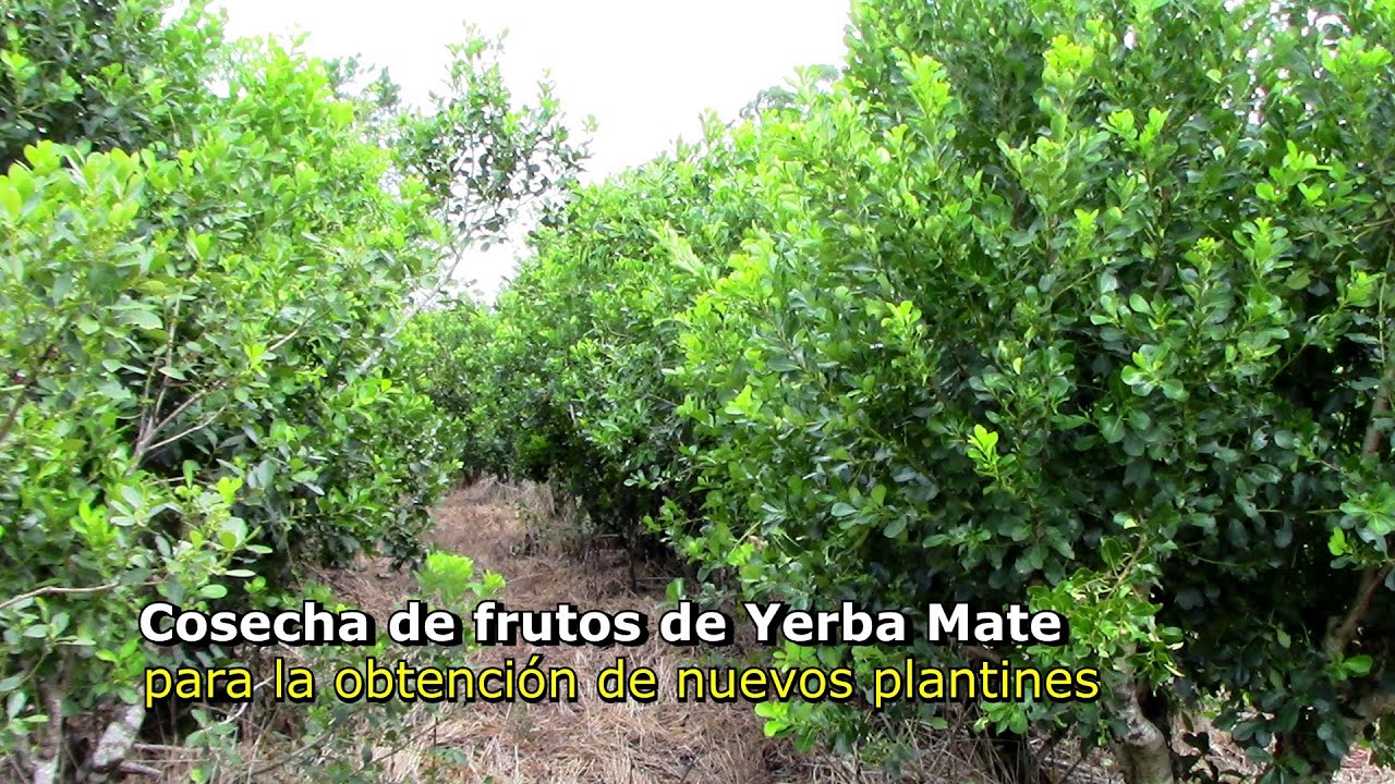 Cosecha de frutos de Yerba Mate - YouTube