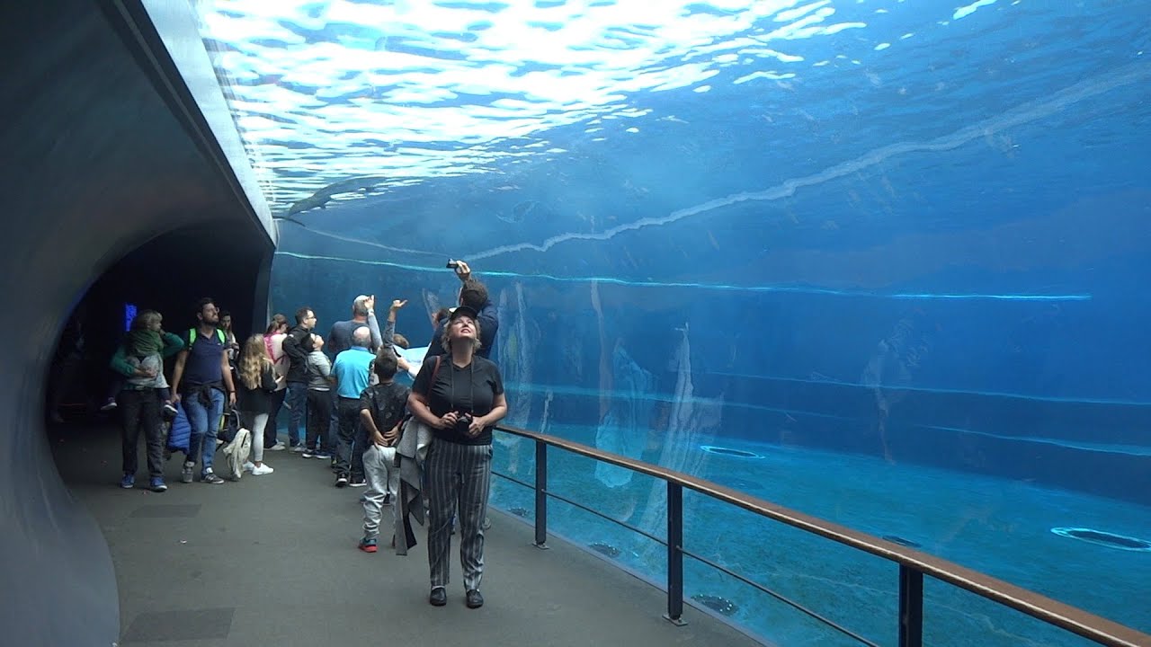 AQUARIUM GENUA ИТАЛИЯ АКВАРИУМ ГЕНУЯ ОДИН ИЗ КРУПНЕЙШИХ В ЕВРОПЕ ...