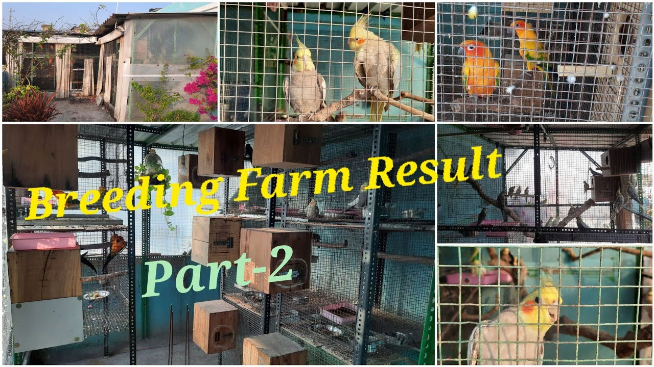 Exotic Bird Outdoor Aviary Setup ~ Bird Breeding Setup(କେନ୍ଦୁଝର, ଓଡ଼ିଶା ...
