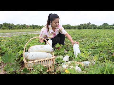 Countryside Vlog: Harvest ripe winter melon and cooking | Winter melon recipes