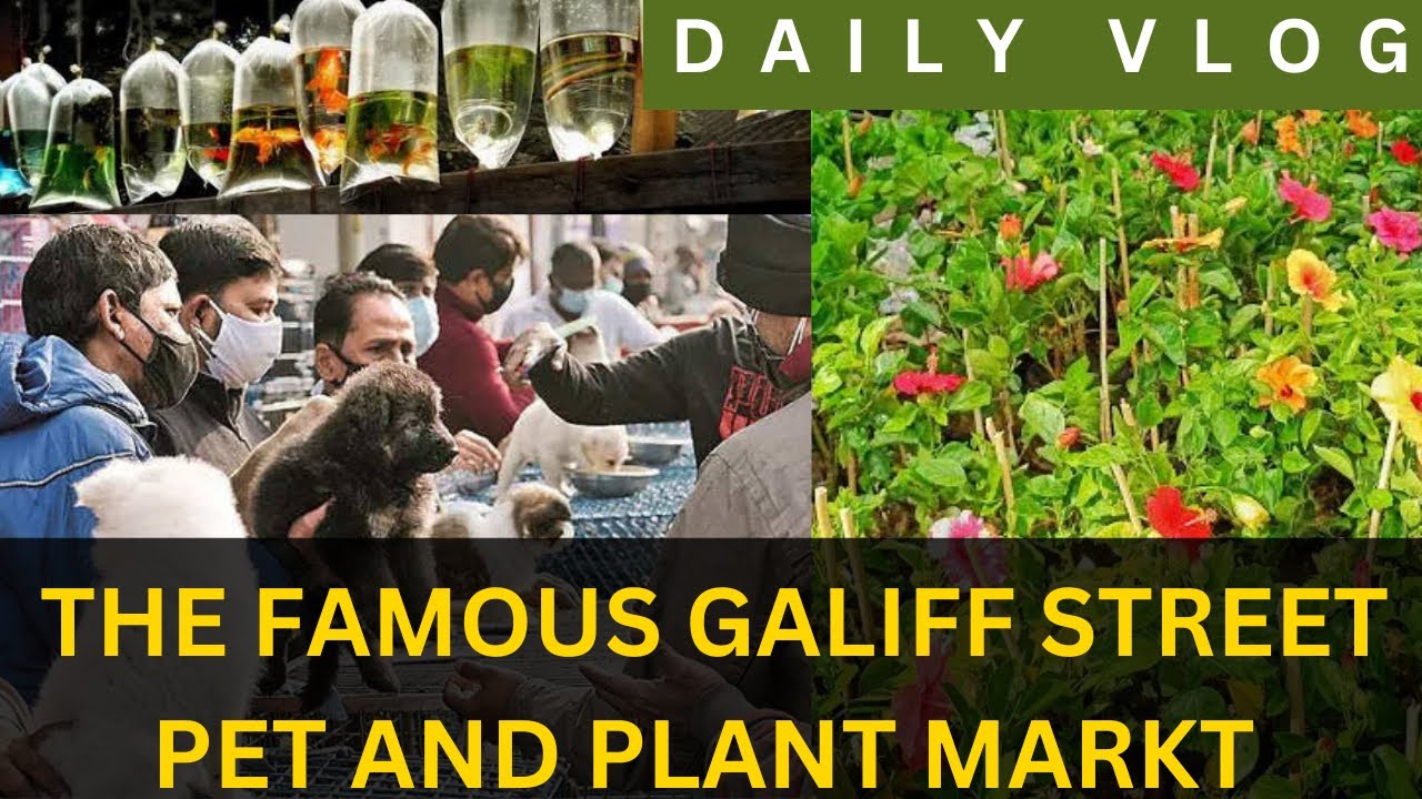 WORLDS FAMOUS PET AND PLANTS MARKET ‘ GALIF STREET’ FULL VLOG - YouTube