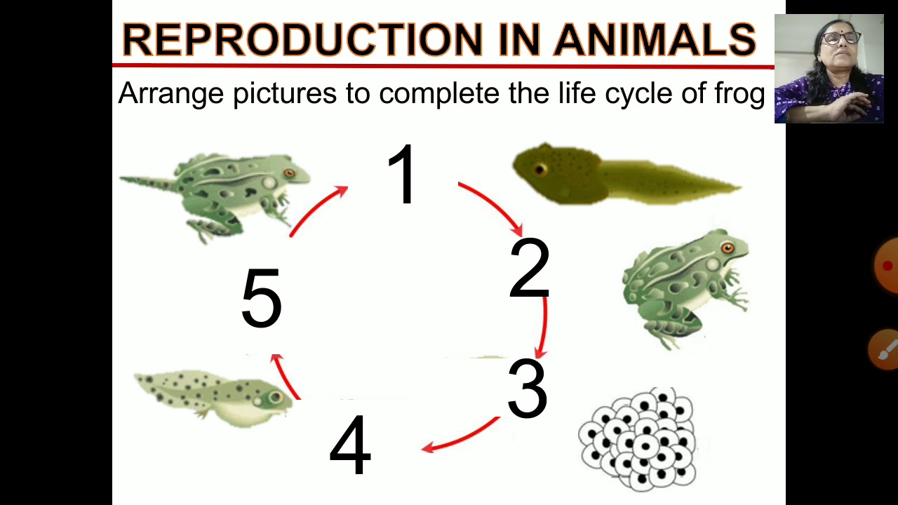 class_4_gsc_chapter_9_reproduction_in_animals_part_3_21_oct_2020 - YouTube