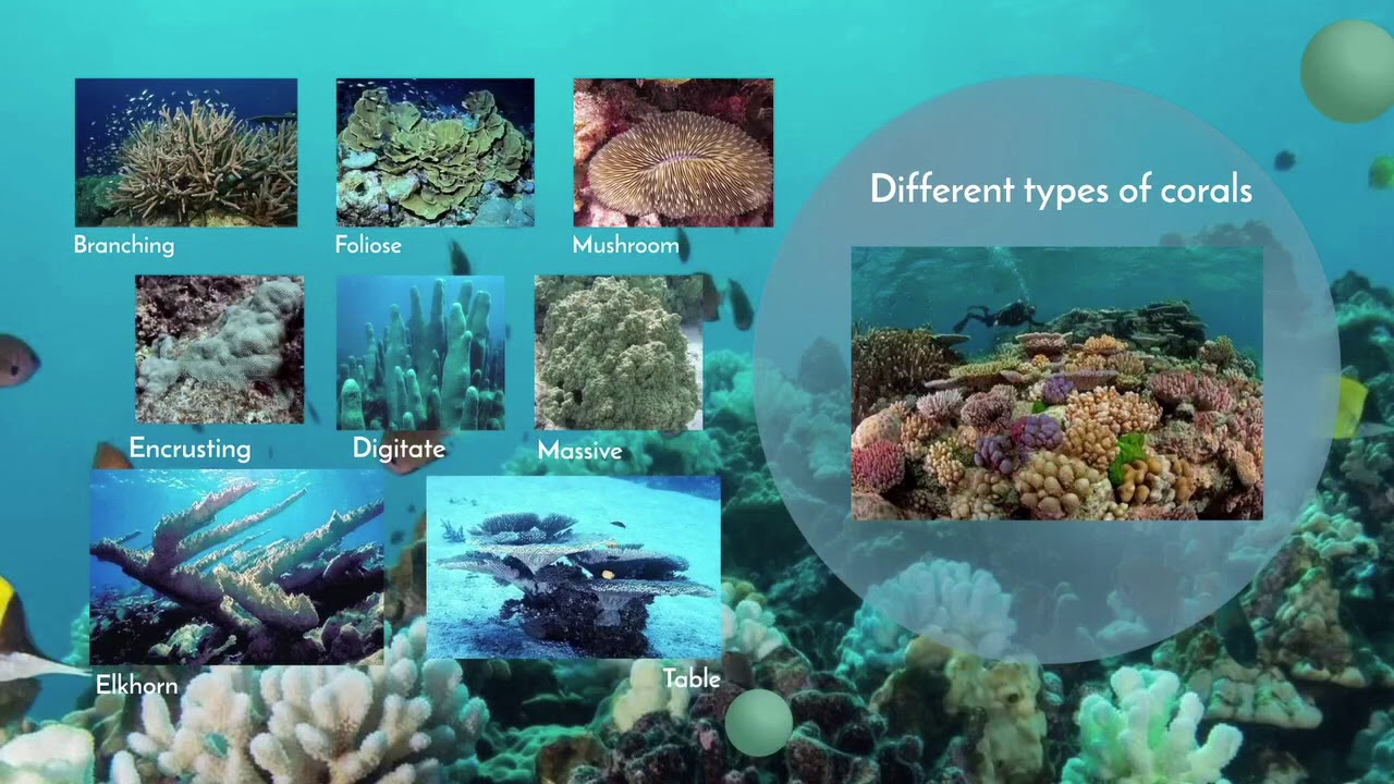 Huliau Climate Literacy Project Unit 2 Part 2a: Impacts on Coral Reefs ...