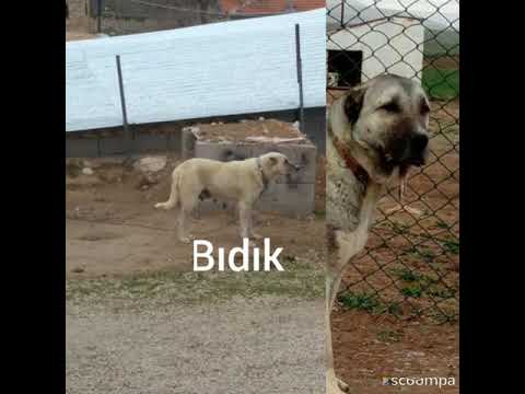 Kangal dişi köpek isimleri