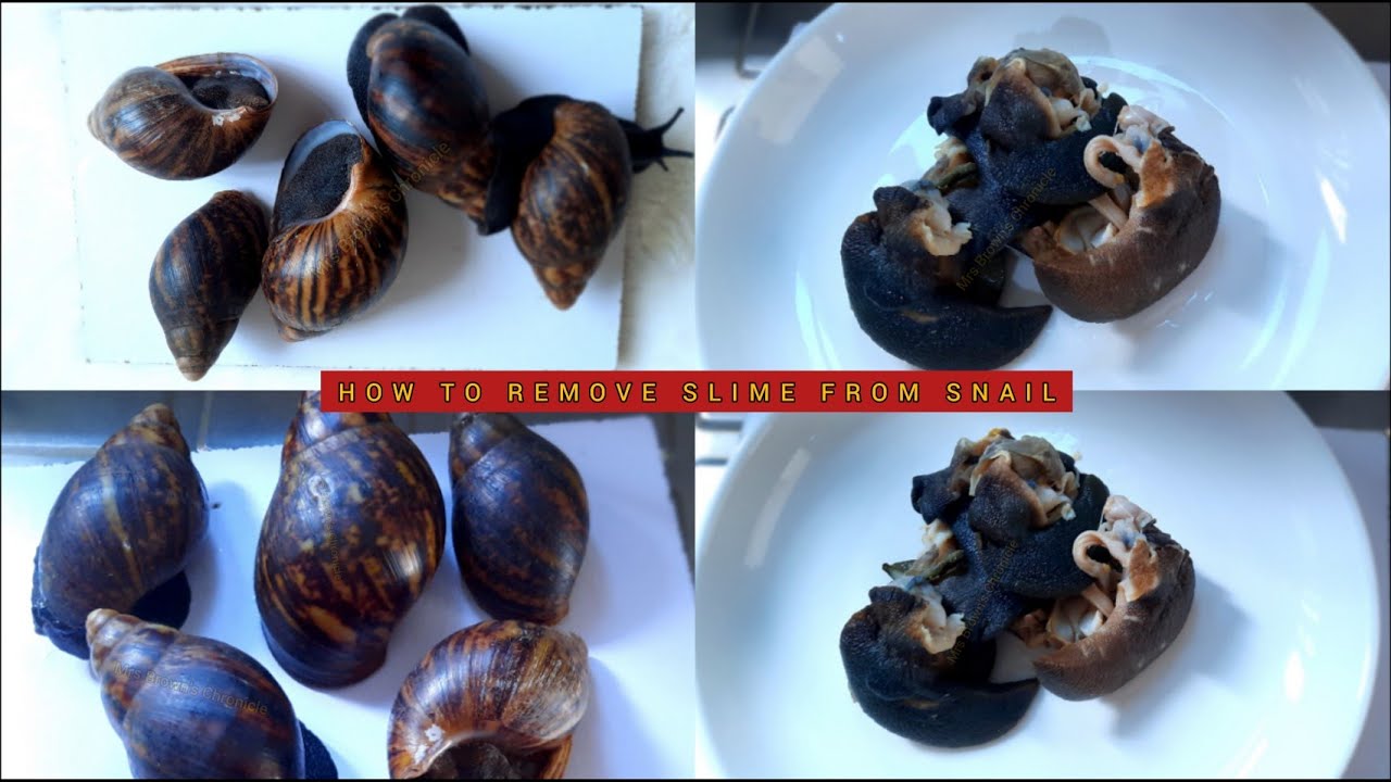 How to wash snails properly / how to wash snail with alum / how to wash ...