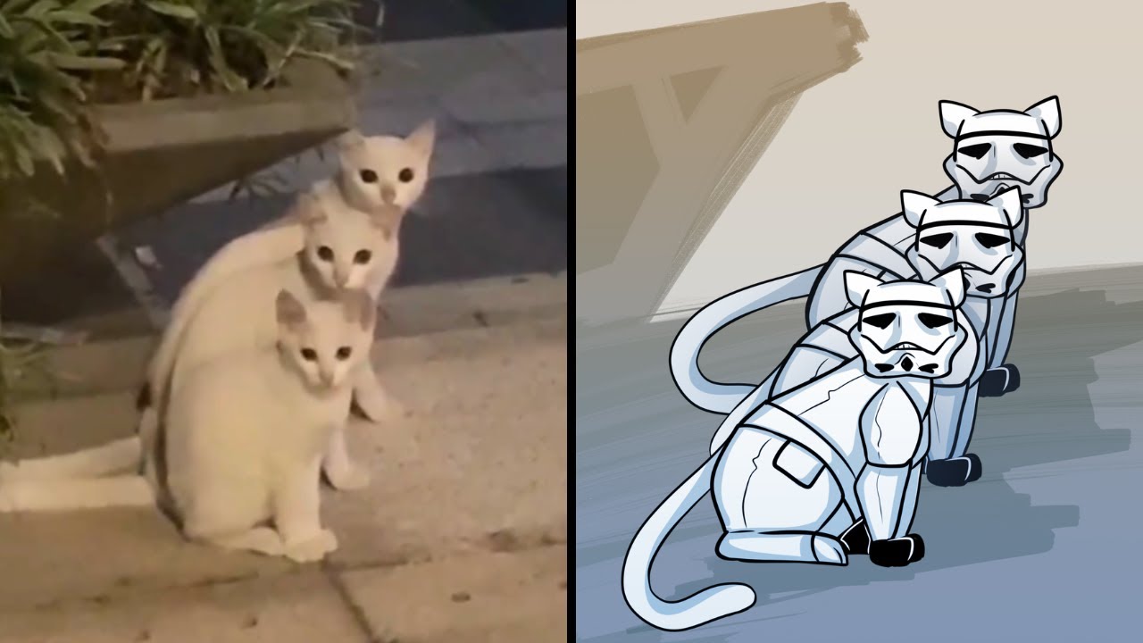 Is that Stormtroopers from Star Wars?? 😂 Cat Memes - YouTube