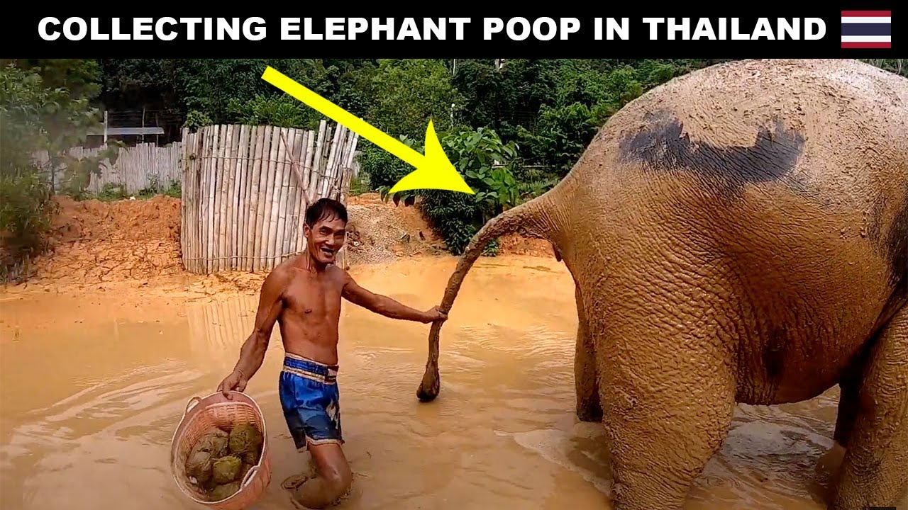 Collecting Elephant Poop in Thailand!! 🇹🇭 - YouTube