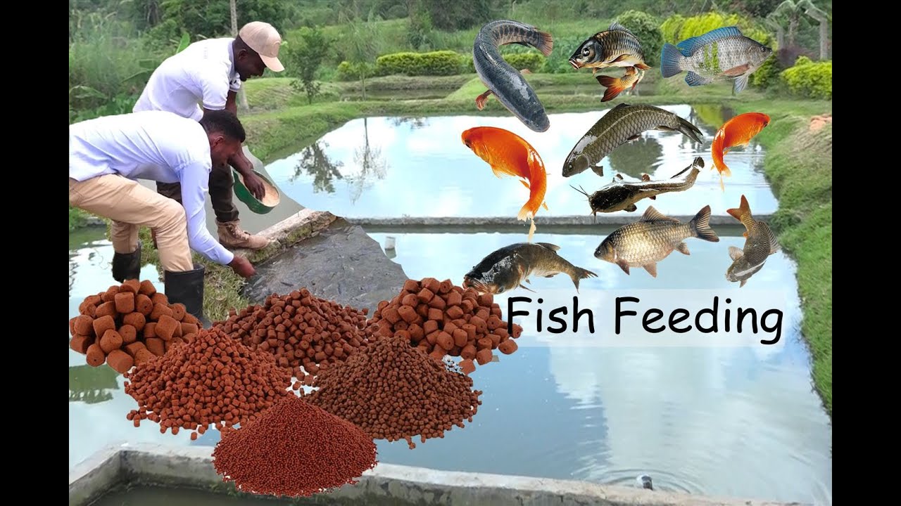 Fish Farming EP 2 - Best Quality Food To Feed your Fish - YouTube