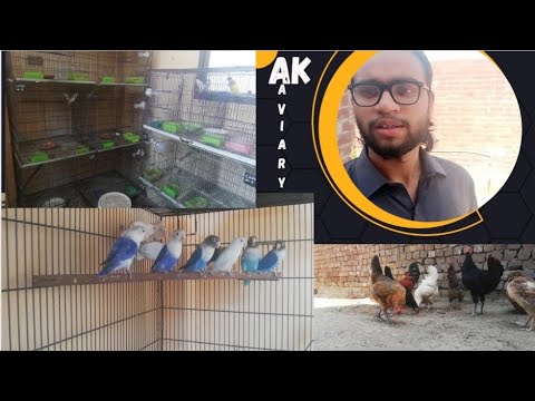 Mamo ky setup ka visit kia ajj....😍 Ak aviary |#birdslife |Petsvlog |Dailyroutine - YouTube
