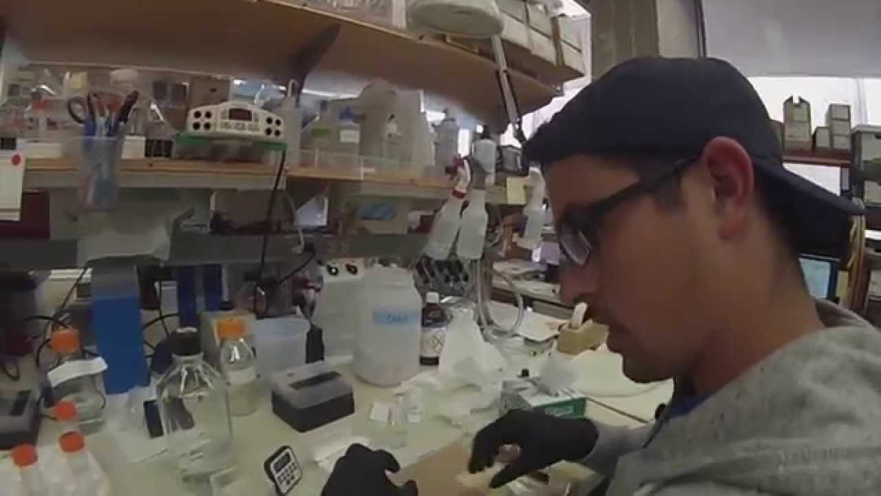 Mounting Coverslips - YouTube