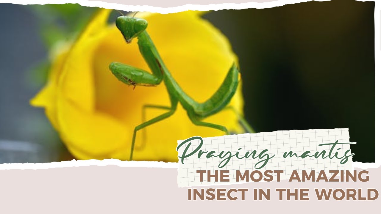 Praying mantis - The most amazing insect in the world #knowledge # ...