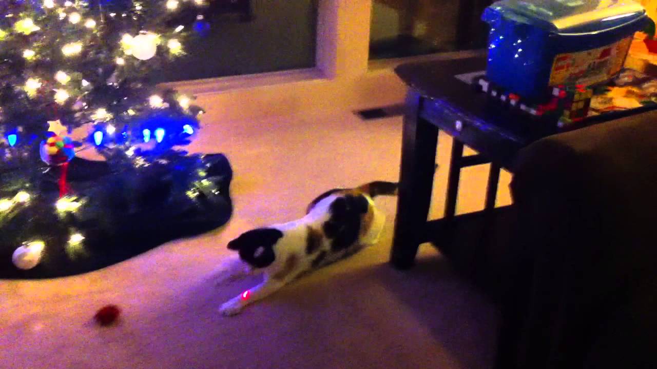 Cat Chasing Red Dot Light - YouTube