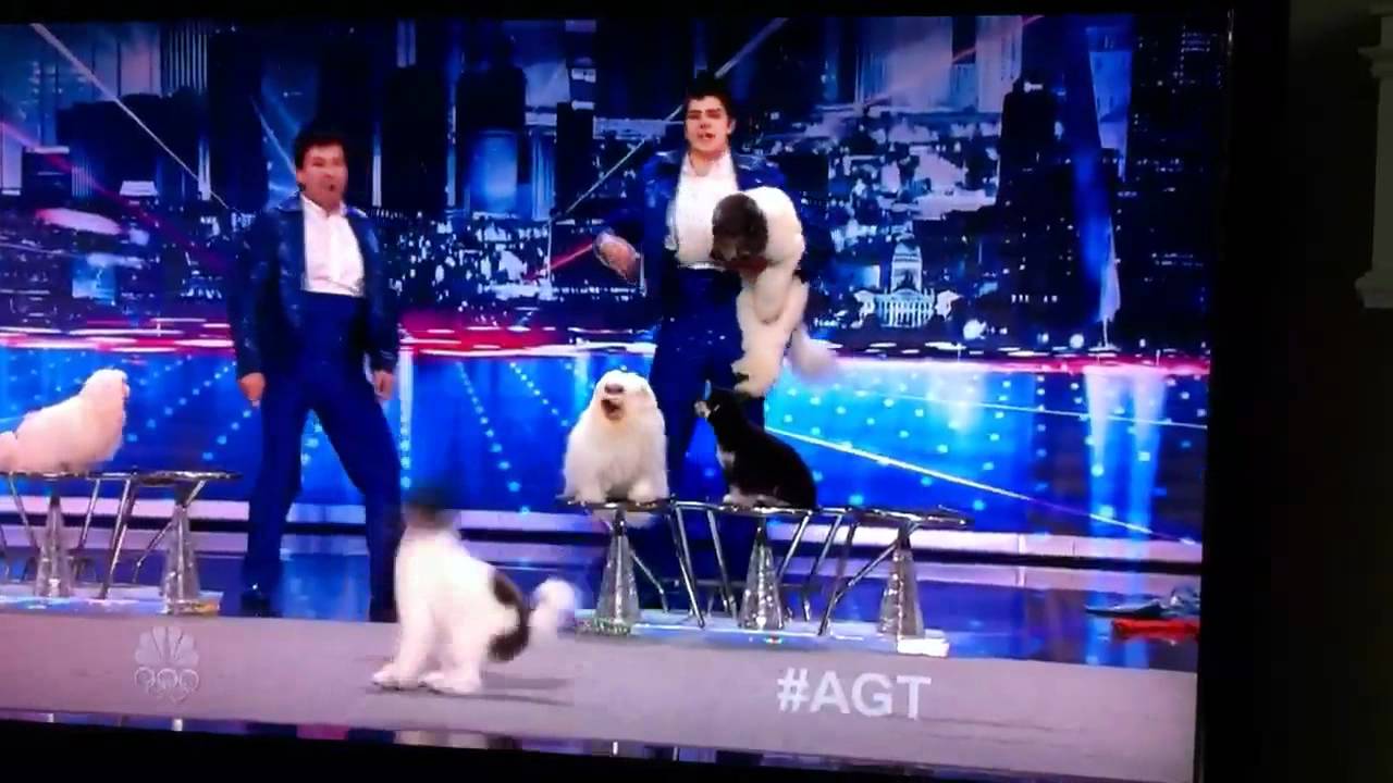 Back flipping dog - YouTube