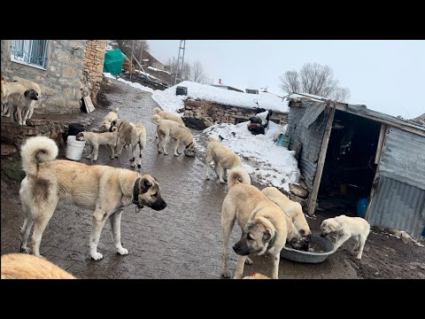 TOPLU YEMEK VERİRSEN BÖYLE OLUR