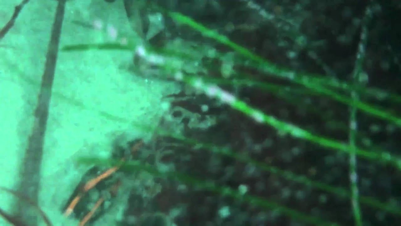 Halibut Hammer - YouTube