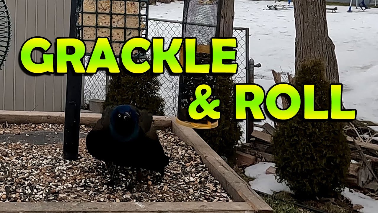 Watch the Common Grackle interact, puff up and, sing? - YouTube