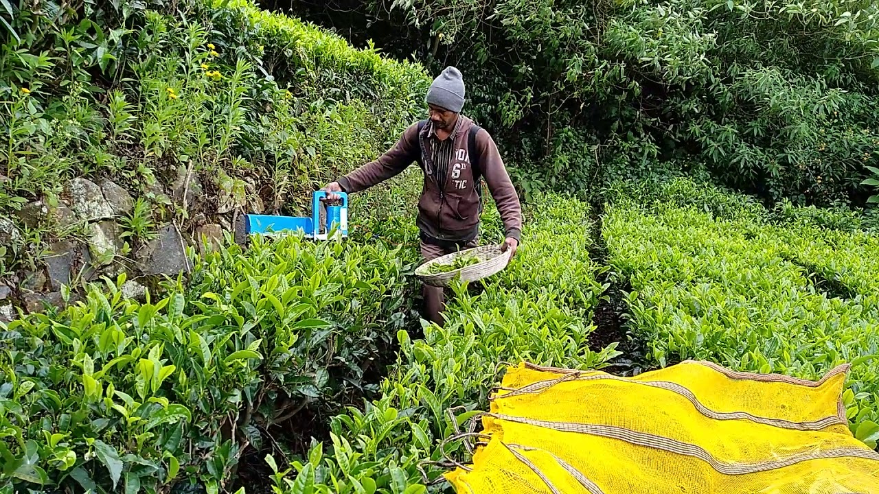 Mini tea harvester - YouTube