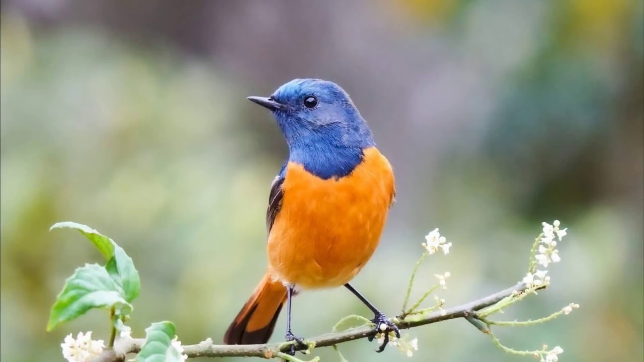 Birds and animals in Hong Kong - YouTube