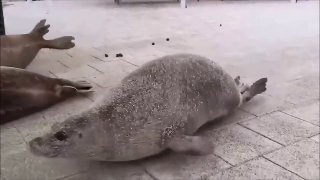 seal moving at incredibaly high speed - YouTube