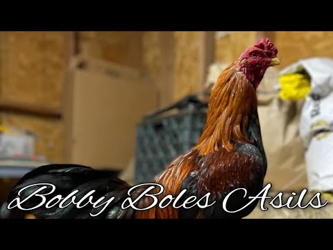 Pure Bobby Boles Asils - MOJAVE FARM - YouTube