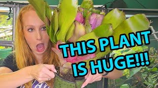 What plants are safe for a chameleon?
