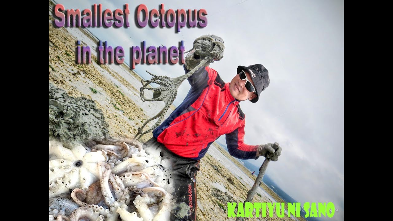 "Octopus Hunting"- Panghuhuli ng Pugita O Tamala - YouTube