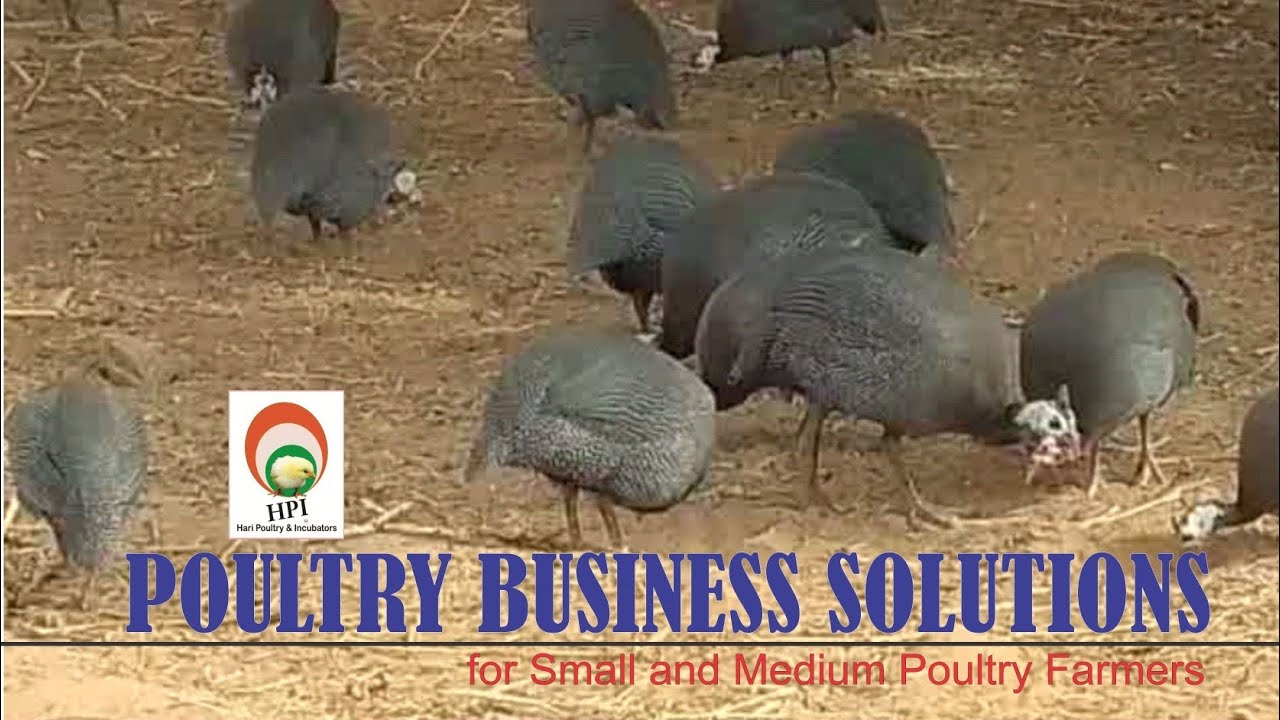Poultry Business Solutions for small and medium scale Poultry Farmers ...