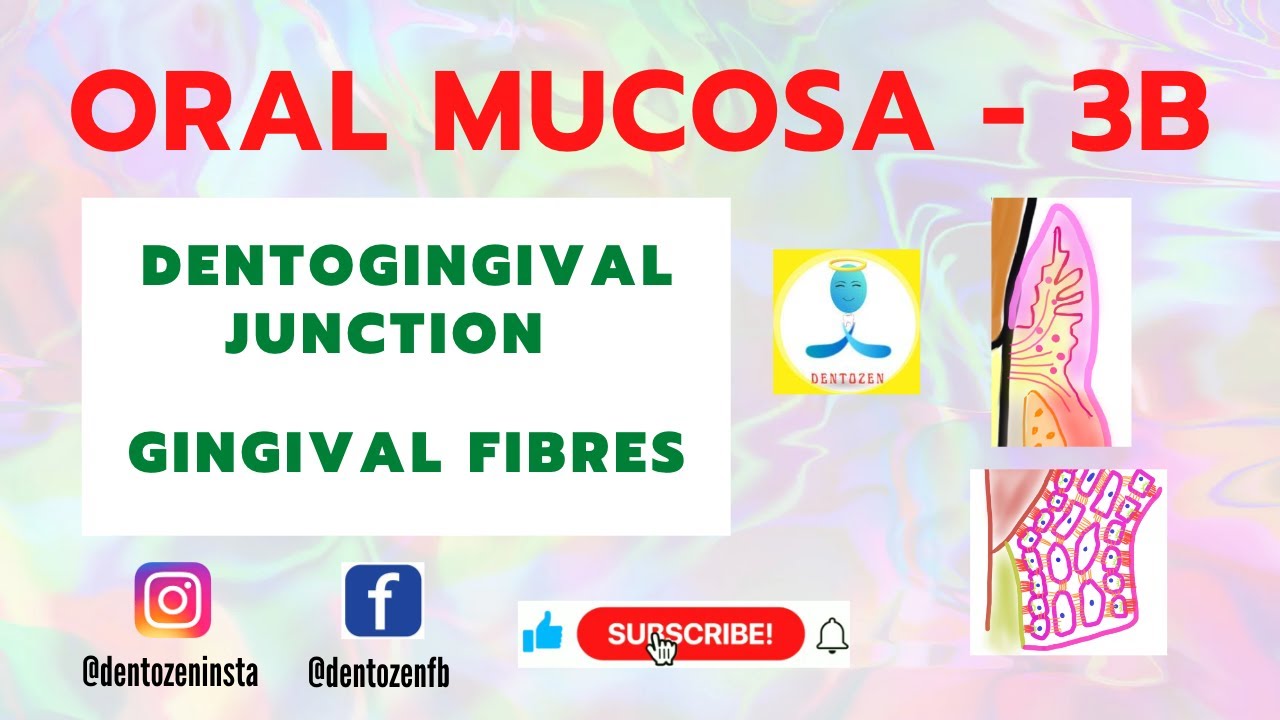 Oral Mucosa Part 3B | Dentogingival Junction | Junctional Epithelium ...
