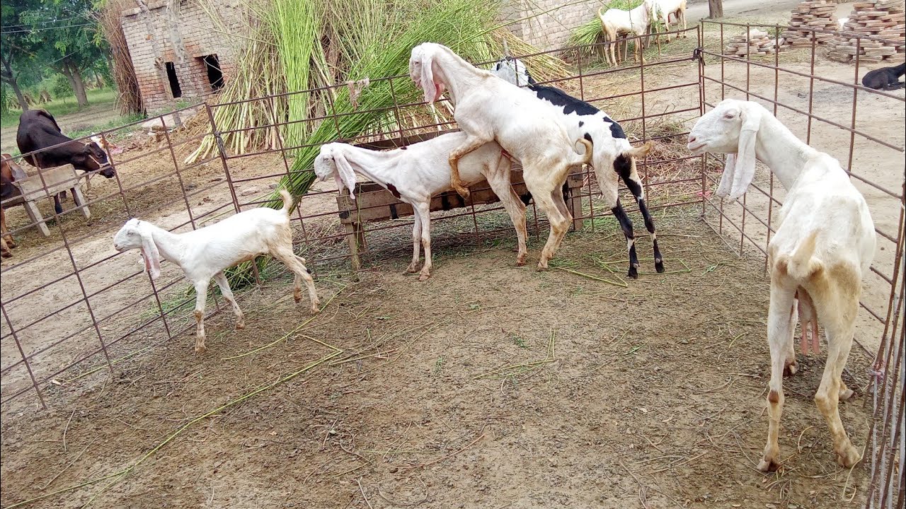 amazing goats enjoying the morning time at the village - YouTube