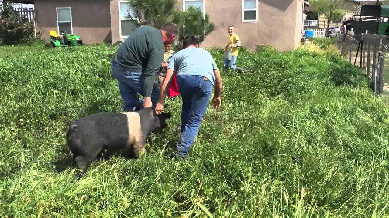 Pig Rodeo - YouTube