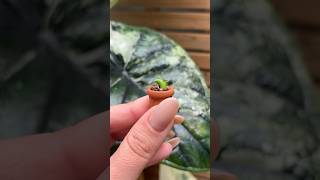 When checking my snake plant props, one fell off 🥲 into a tiny pot it goes! #plants  #houseplants