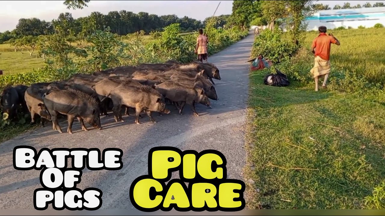 animals video pigs.amader grame sukor grazing video.village animal ...