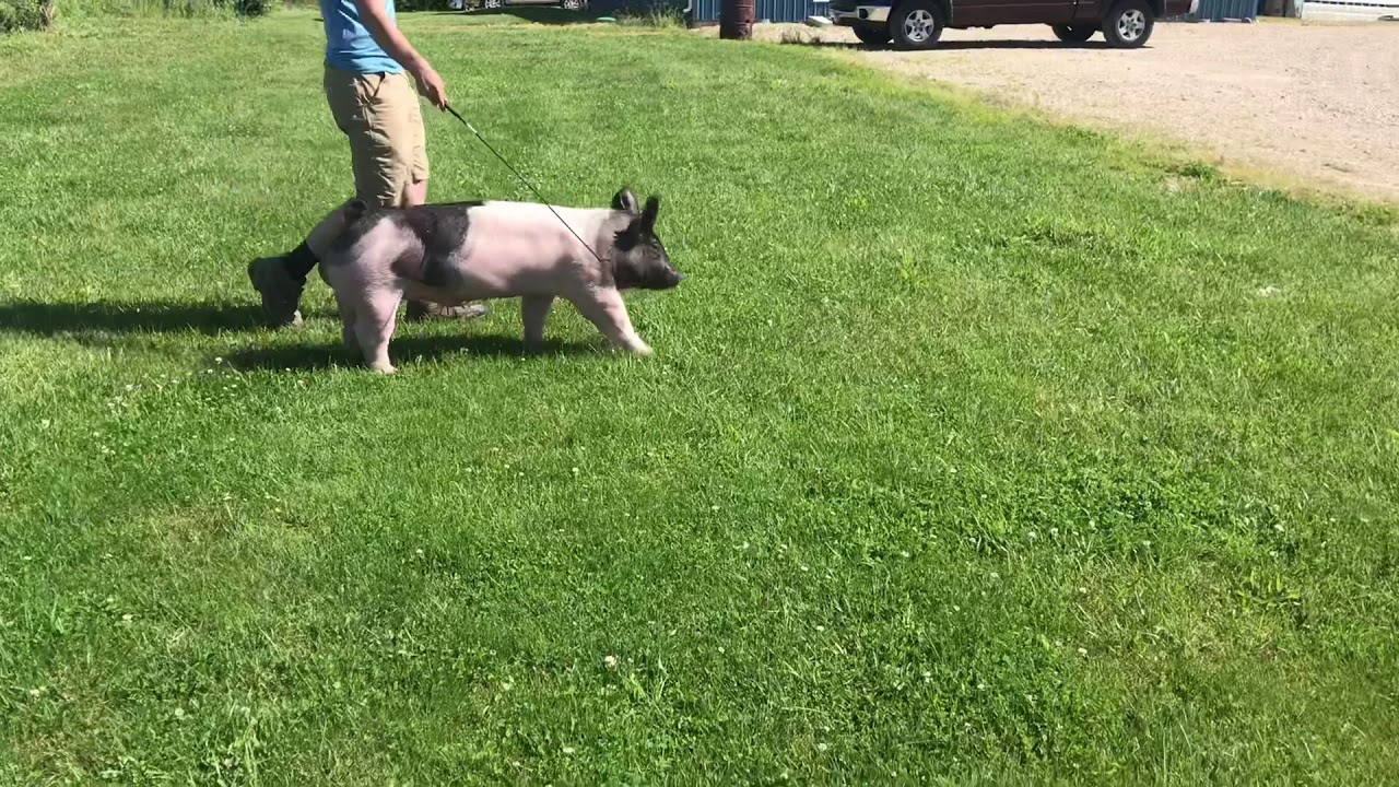 6-1 Crossbred Boar selling June 2 - YouTube