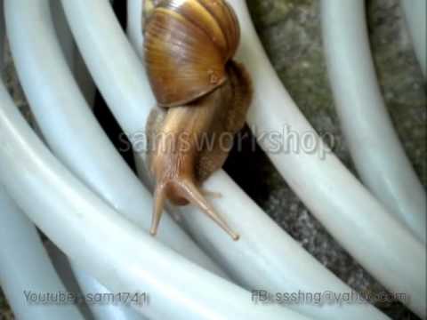 snail eating lizard - YouTube