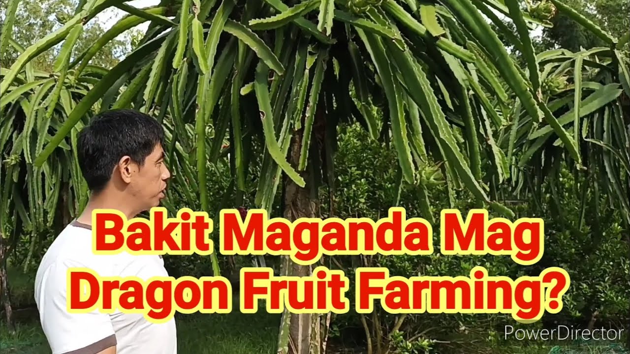 Bakit Maganda Mag Dragon Fruit Farming? #dragonfruit # ...