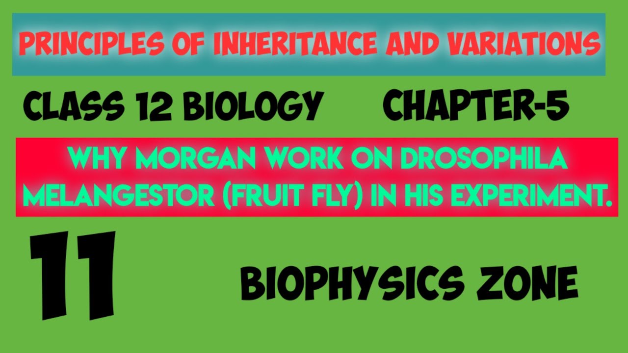 why did thomas hunt morgan use fruit flies in his studies point ...