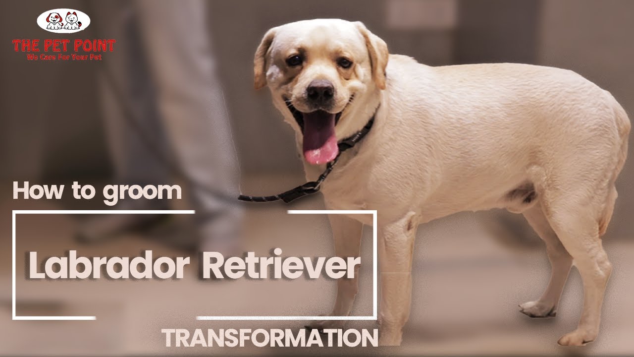 Ultimate Labrador Retriever Grooming Guide | Step-by-Step Care for Your ...