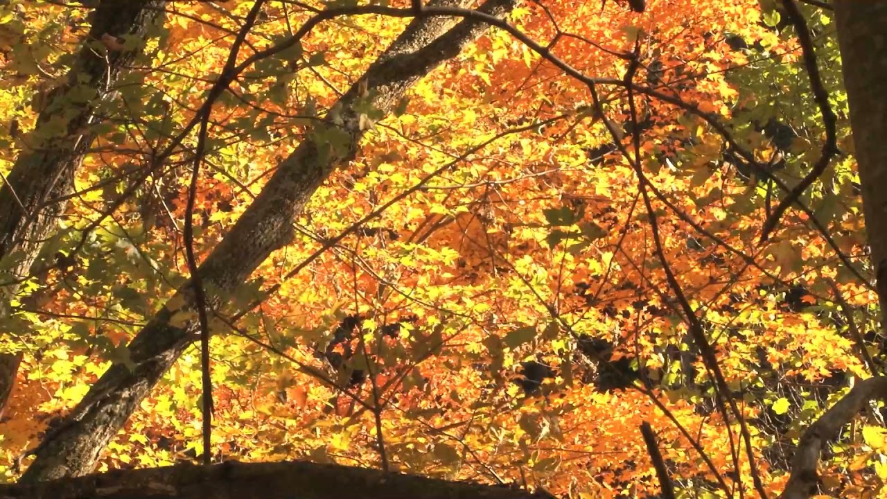 Soothing Autumn Winds With Birds | Colorful Fall Scenery - YouTube