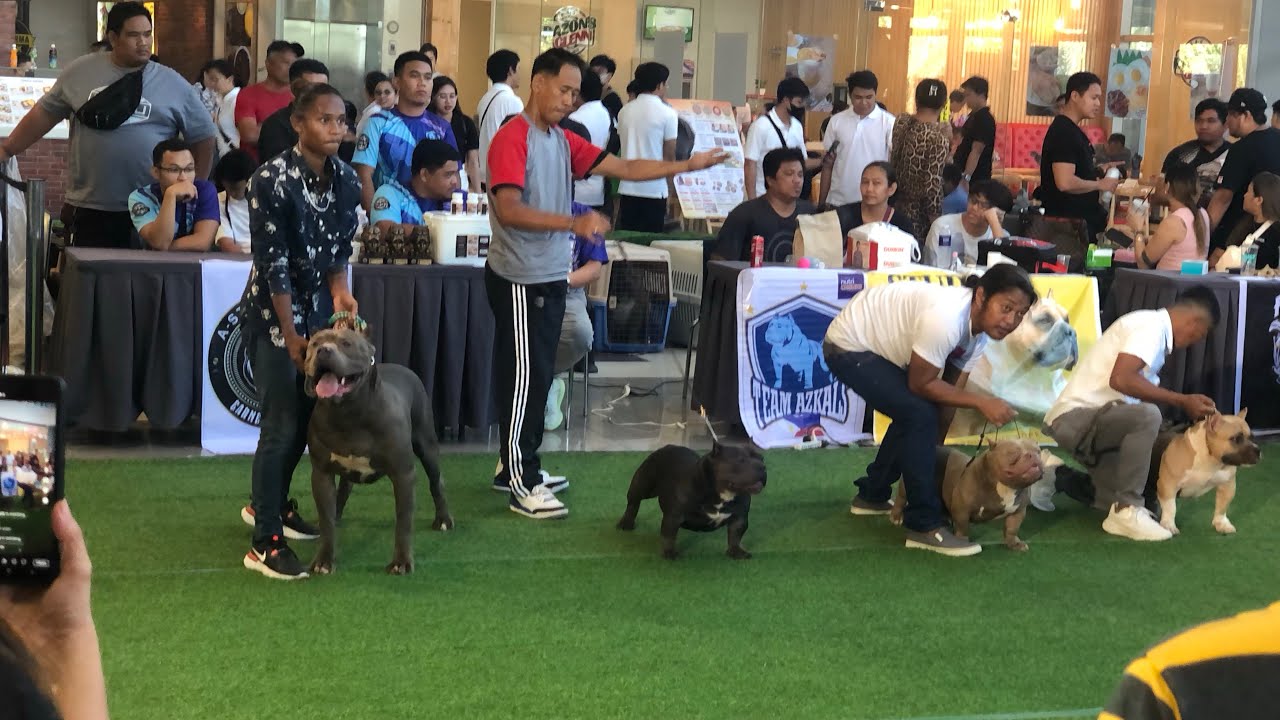 American bully dog show (jungkok the 1.6m exotic bully ) (cebu sm ...