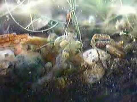 Ostracods, zooplankton in jar from pond - YouTube