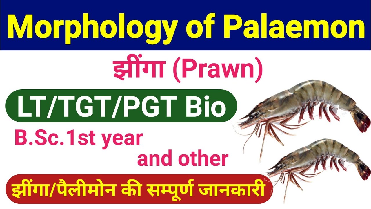 Palaemon | external and internal morphology of palaemon or prawn | lt ...