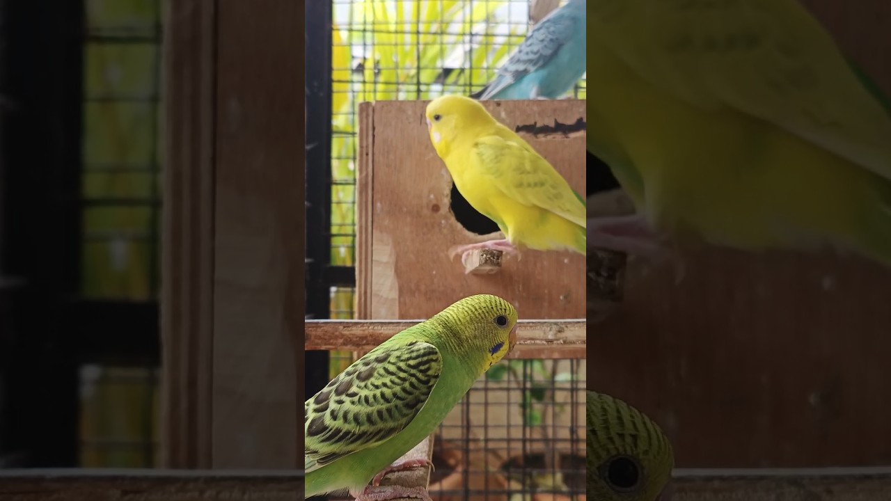 budgies Parrots thinking 🤔#bird #parrot #lovebirds #shortvideo # ...