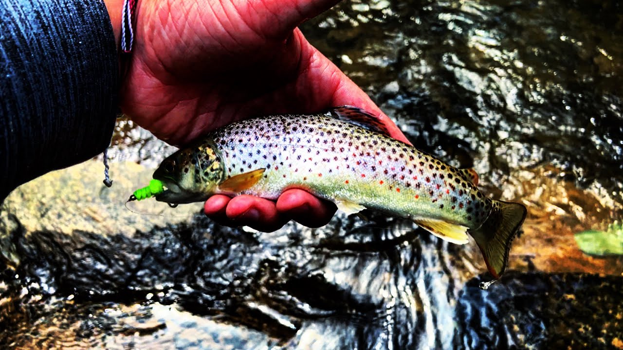 Epic Trout Fishing Adventure in South Carolina: First Fly Fishing Catch ...